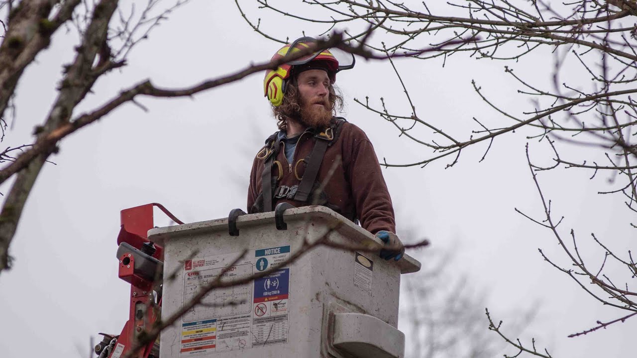 Harrity Tree Specialists Hazard Tree Removal - YouTube