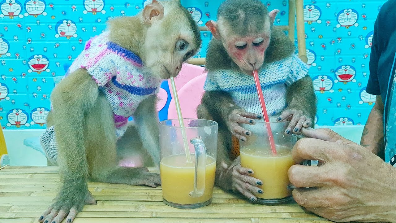 Monkey Sam enjoys milk in the evening with Asher - YouTube