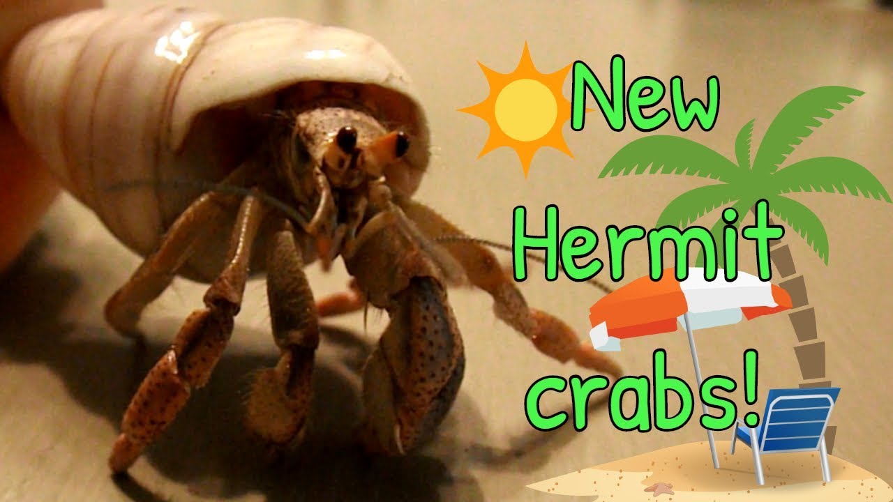 Hermit Crab Update (I got new crabs!) - YouTube