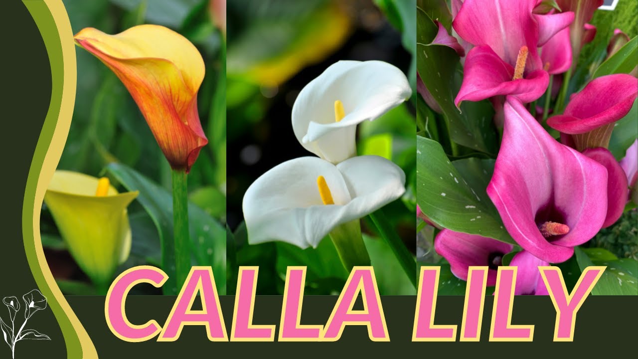 The Beginner's Guide to CALLA LILY! (Zantedeschia aethiopica) "Arum ...