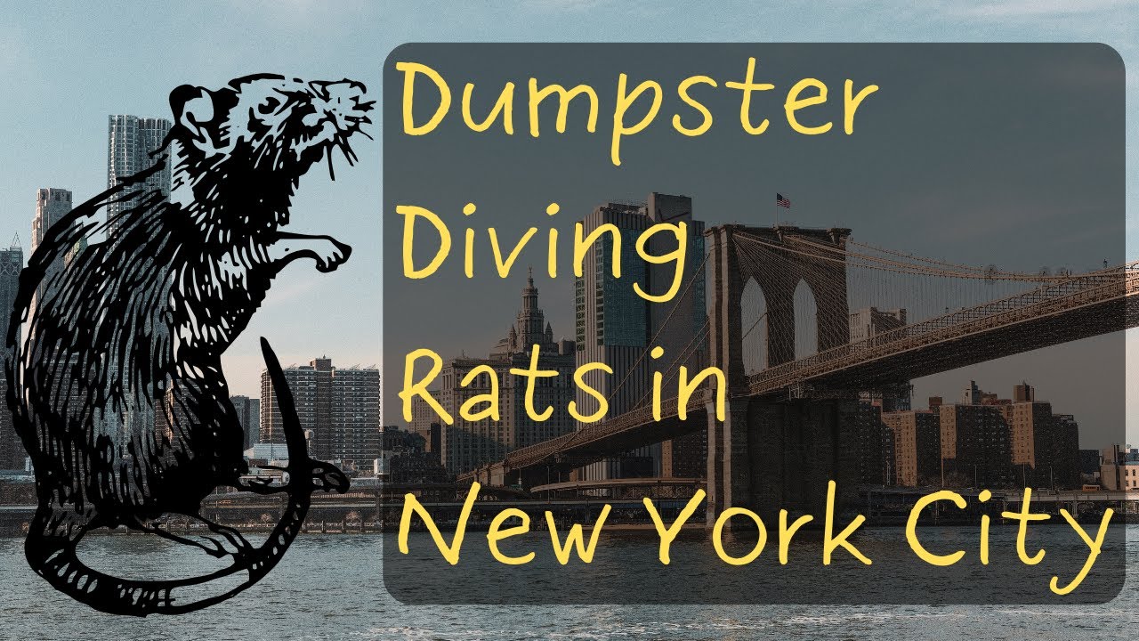 Dumpster Diving Rats in New York City - YouTube