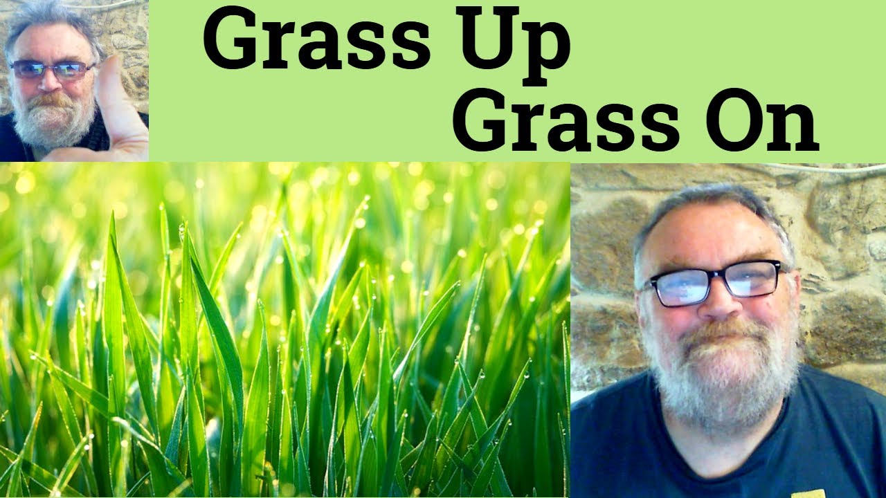 🔵 Grass On Meaning - Grass Up Defined - Grass On Definition - Grass Up ...