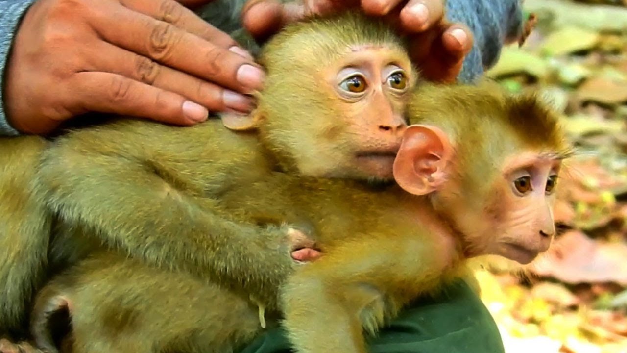 Welcome New Abeandon monkeys The owner just released 6 members The team ...