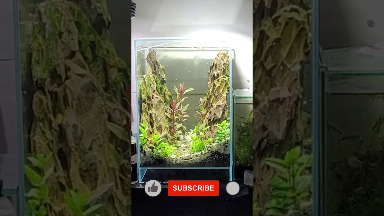 Canyon Aquascape - Bioscape Cloud Terrarium Tall Aquascape #Shorts - YouTube