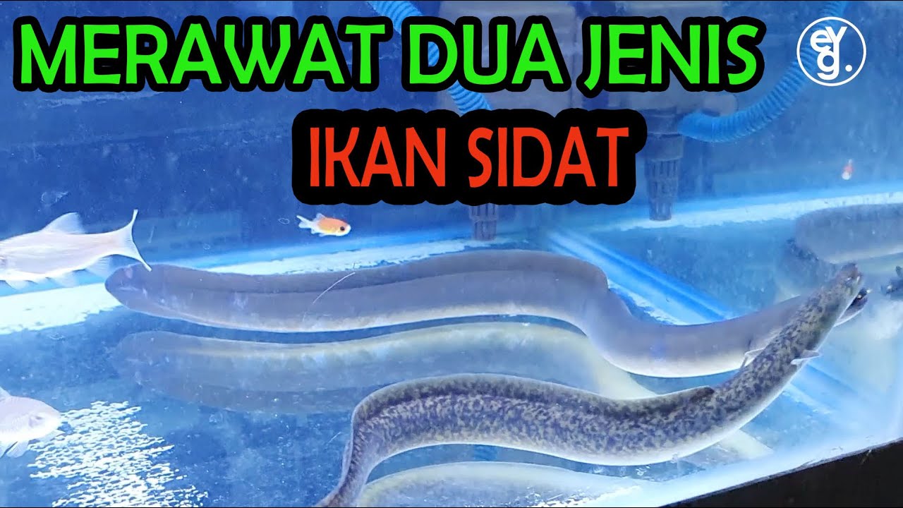 JENIS SIDAT - YouTube