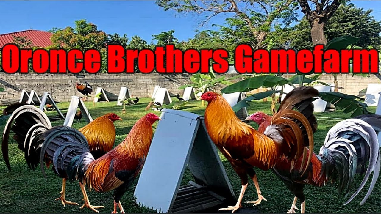 Lets Visit The Farm Of Oronce Brothers Gamefarm - YouTube