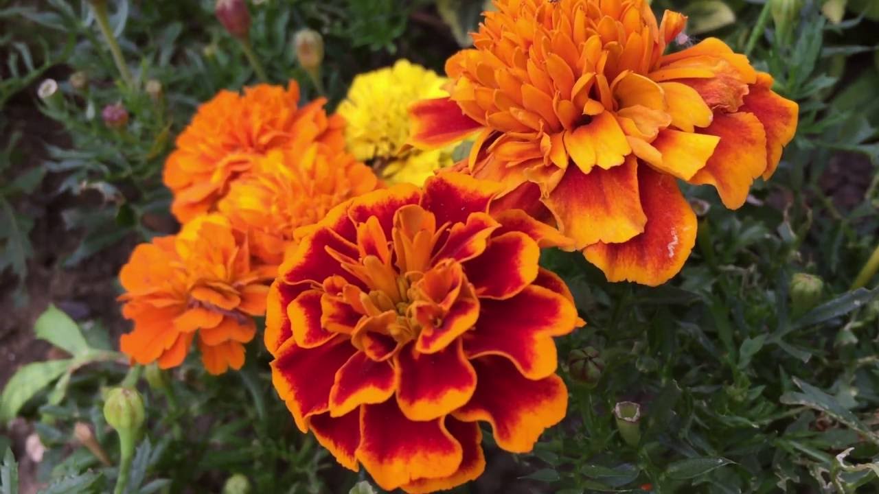 Clusters of Mixed Marigold Flowers In Garden #marigold #flowers # ...