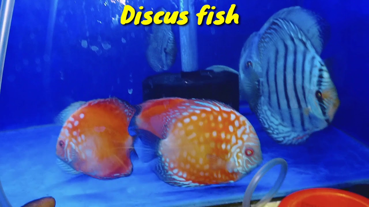 Discuss fish,,,#discuss #discussfish - YouTube