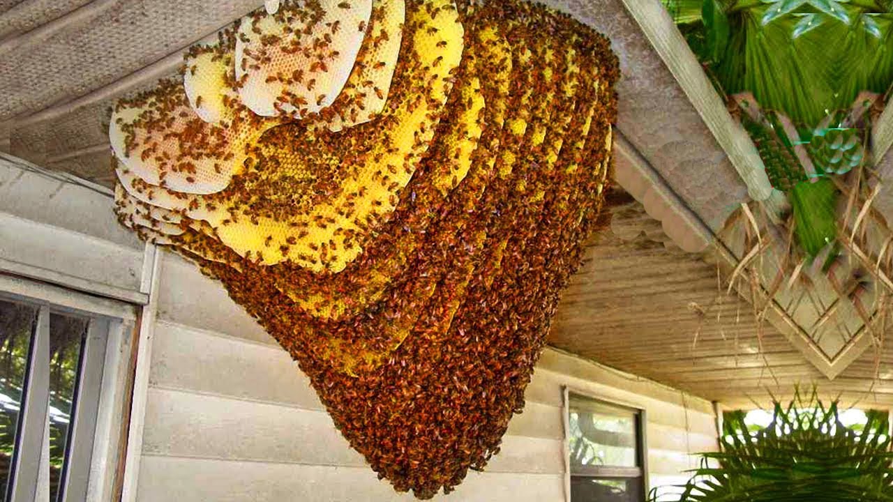 15 Biggest Insect Infestations - YouTube