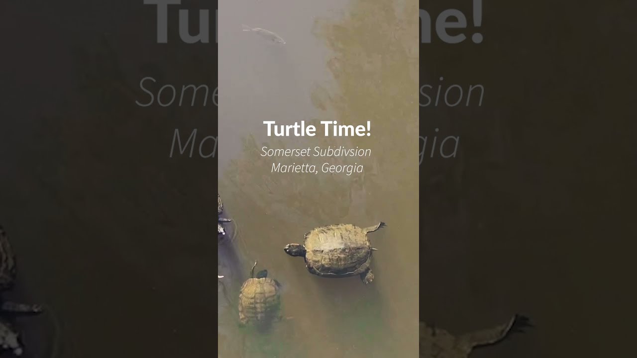 Turtle Time! - YouTube
