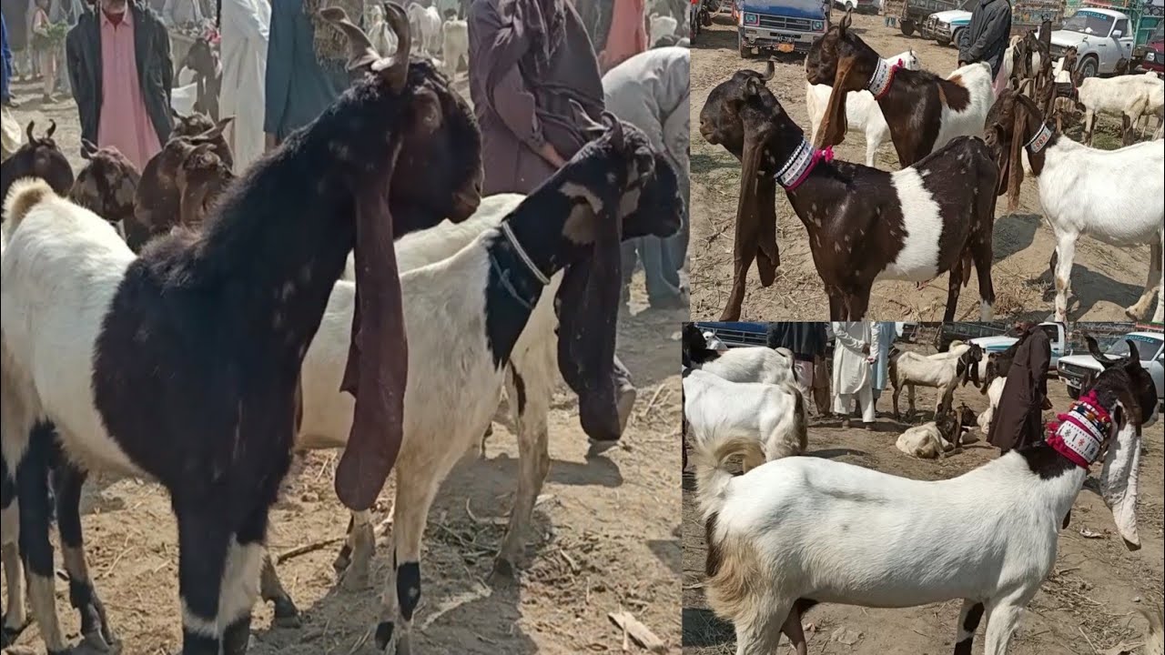 Pateri goats dehati farmer - YouTube
