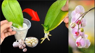 Amazing! Orchids can be propagated from leaves this way.