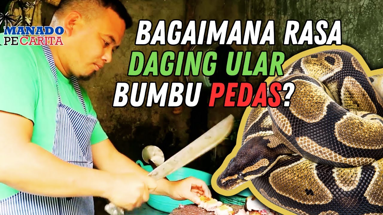 Makan daging Ular Piton Bumbu Pedas Minahasa 🌶️🌶️🐍🔥🔥 | Extreme Food ...