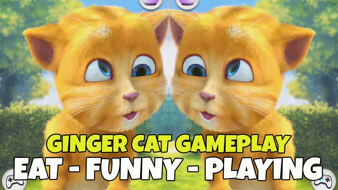 Ginger Cat 2 😻 - YouTube