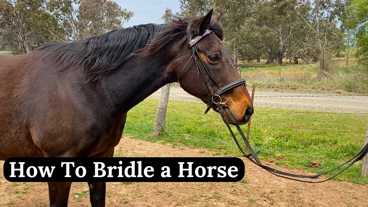 How to Put a Bridle on a Horse | Learn How To Bridle a Horse | Horse ...
