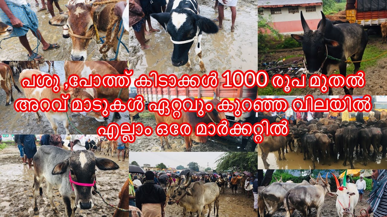 ഓമല്ലൂർ കാലി ചന്ത|Omallur Market Malayalam|Erood|Krishnagiri|Salam ...