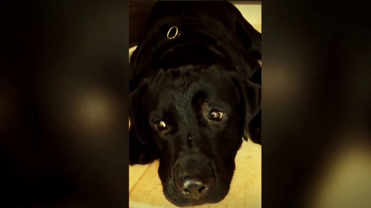 Sushant Singh Rajput dog caring missing him - YouTube