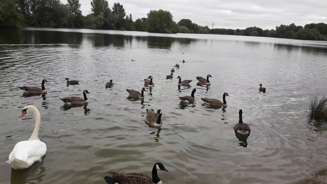 Delapre Lake (Northampton) - YouTube