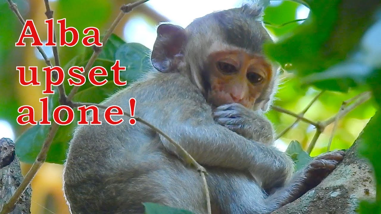 Million Pity baby Alba upset alone on tree, Alba wants mom Rose to ...
