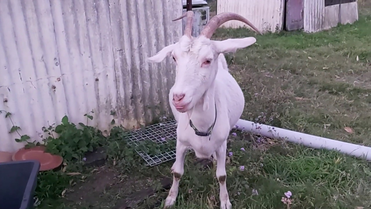 Goat update still no kids - YouTube
