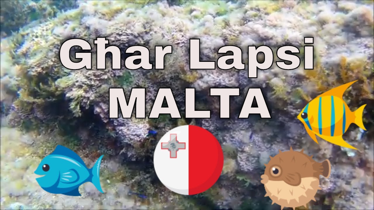 Għar Lapsi - impressive underwater marine life - YouTube