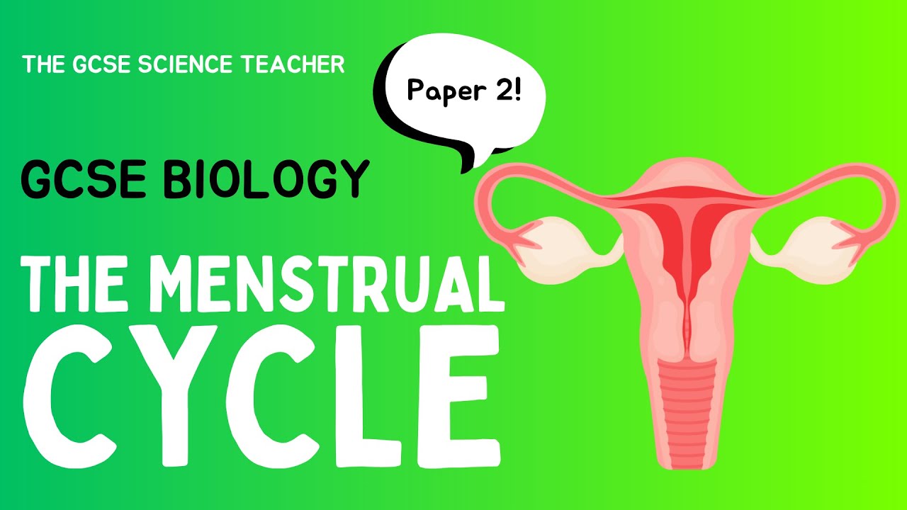 Menstrual Cycle (GCSE Biology) | The GCSE Science Teacher - YouTube
