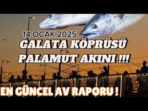 GALATA KÖPRÜSÜ PALAMUT AVI - GALATA KÖPRÜSÜ ÇİNEKOP AVI - GALATA KÖPRÜSÜ İSTAVRİT AVI - GECE AVI