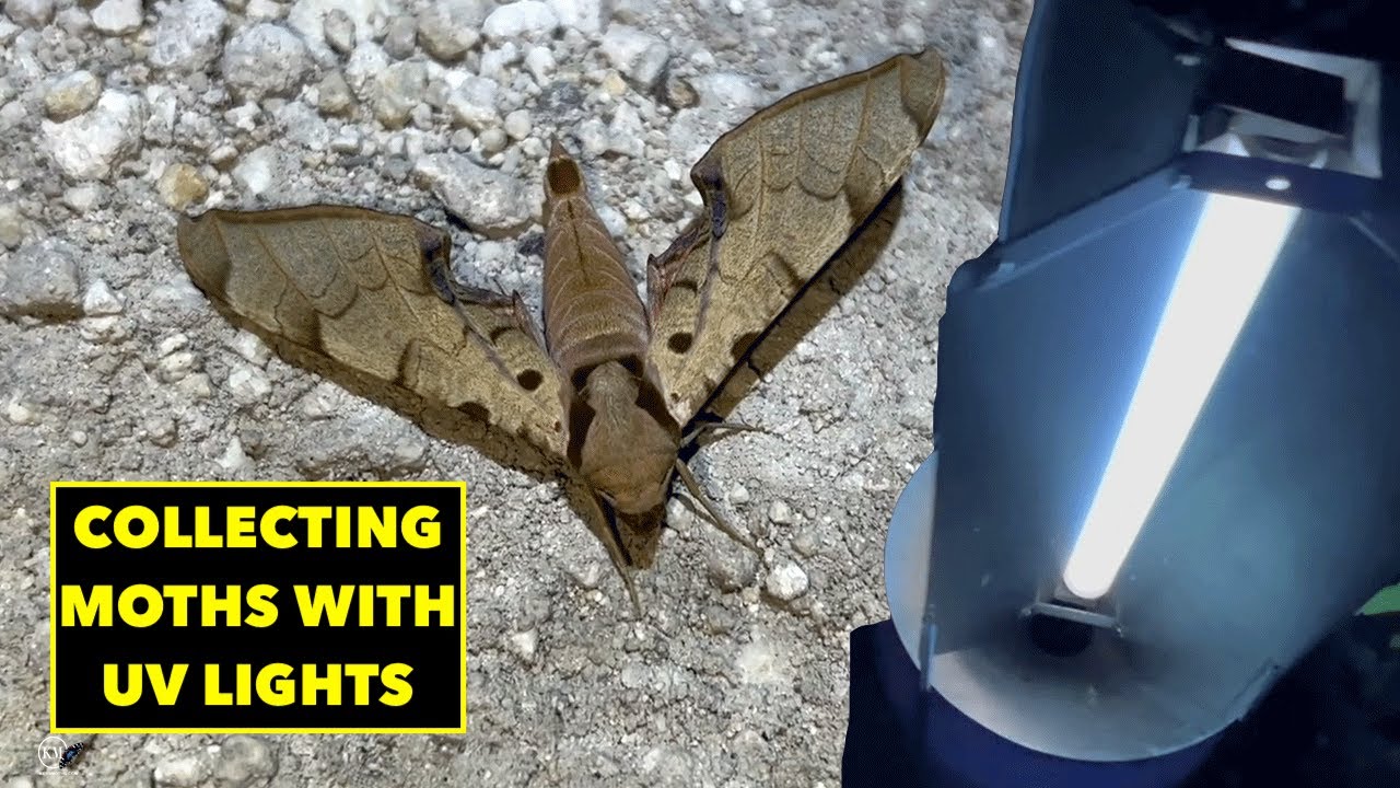SPHINX MOTH COLLECTING WITH UV LIGHTS FLORIDA KEYS - YouTube