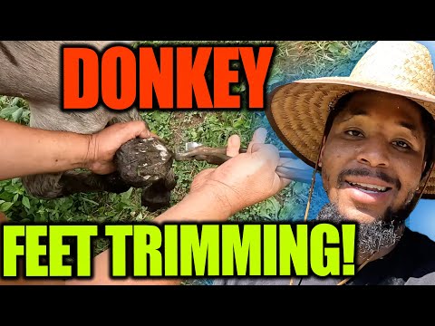Donkey Feet Trimming! Day In The Life Farrier Visit to the FARM for our ...