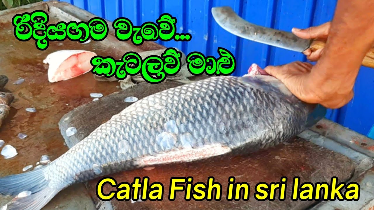 Sri Lankan Ridiyagama Lake Catla Fish - හැමෝම රසයි කියන රිදියගම කැටලව් ...