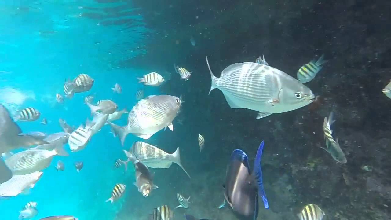 Peces Collage - YouTube