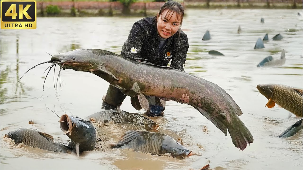 Monster Fish Hunt! Catching 100kg Giant Fish by Hand to Sell & Grilled ...