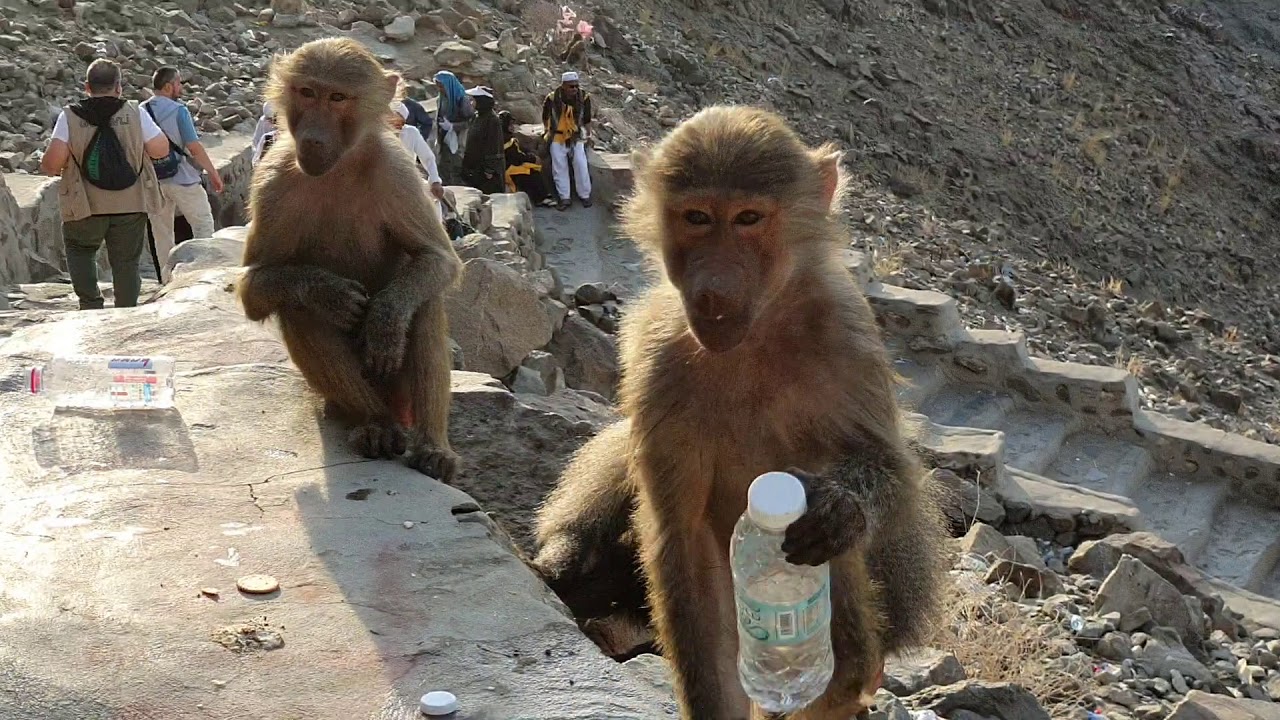 I majmuni imaju svoj način preživljavanja - YouTube