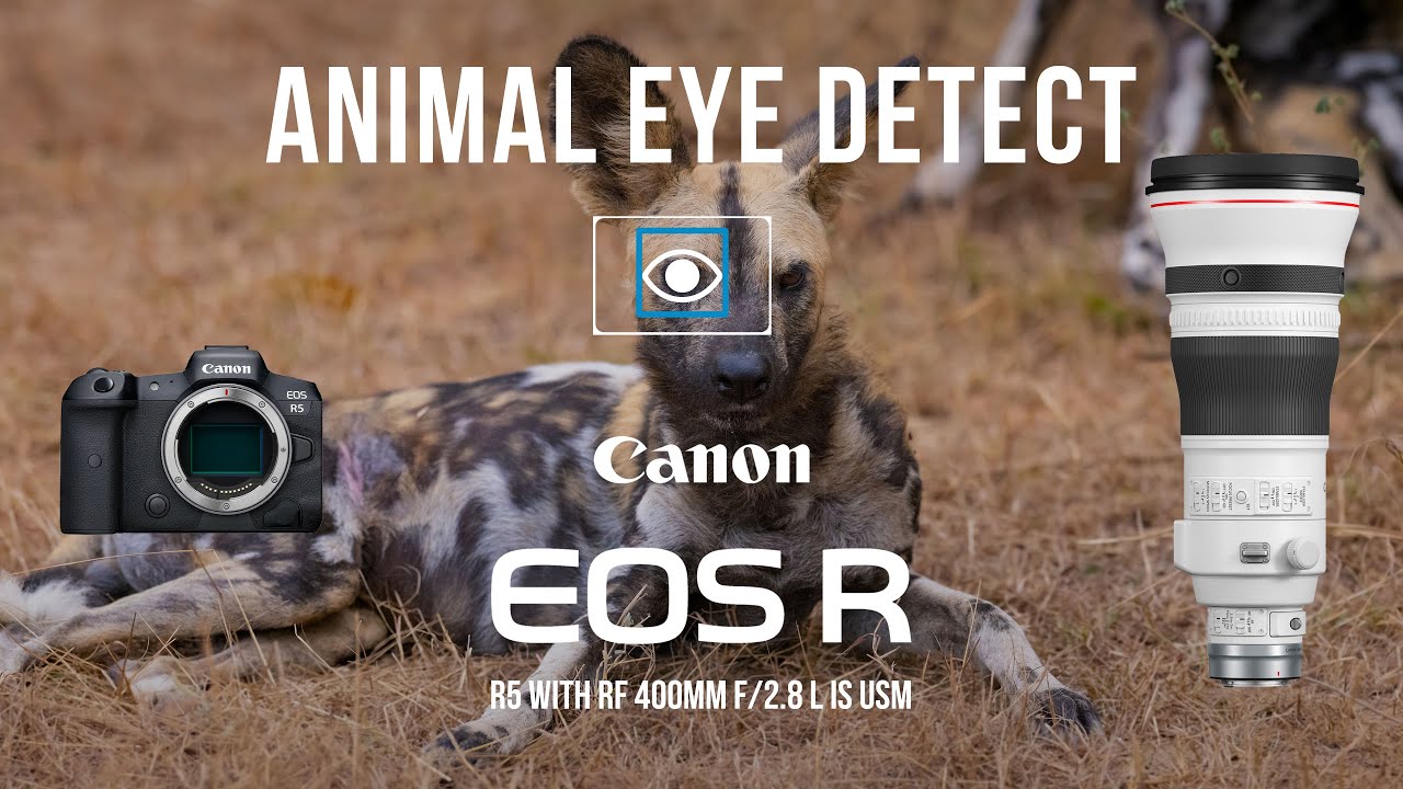 Canon R5 Animal Eye Detect Autofocus - African Wild Dog Encounter - YouTube