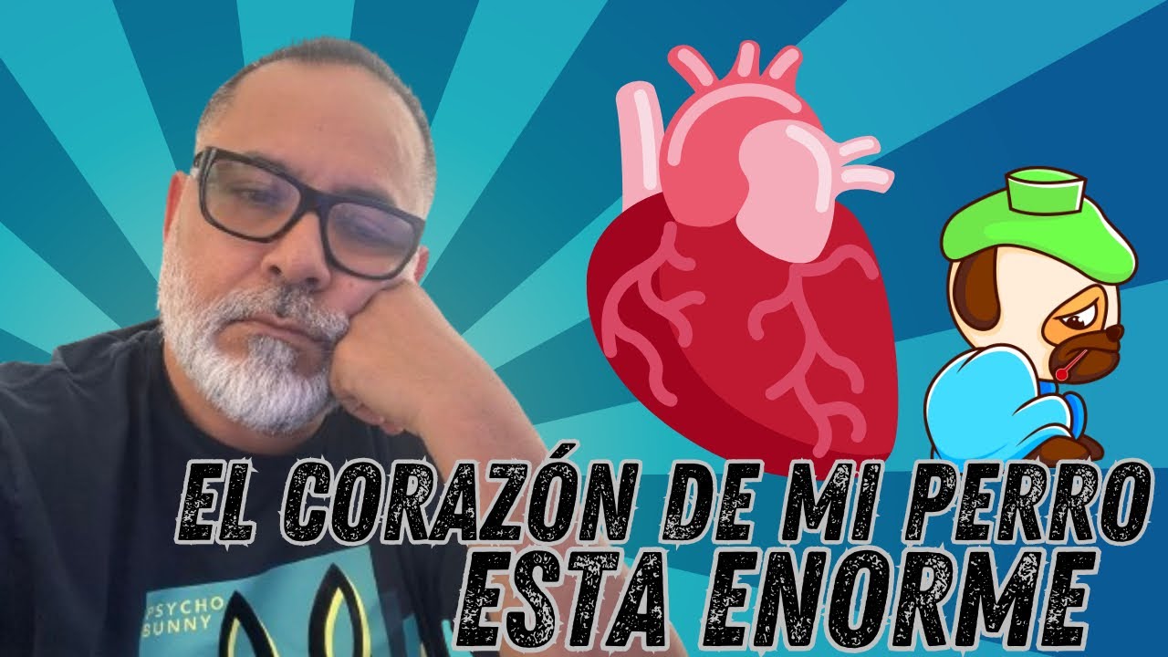 Mi Perro TIENE EL CORAZÓN GRANDE | Causa y Solución by Alex Santillana ...