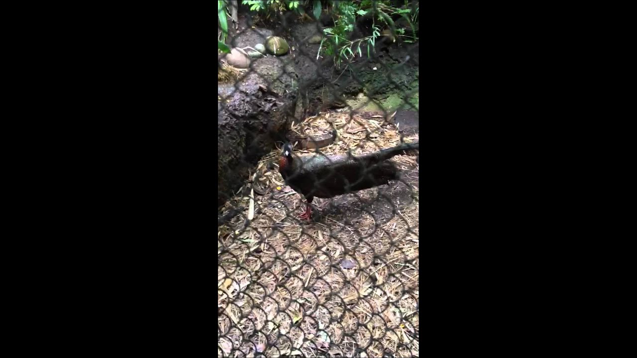 Bird goes Whoo Whoo! - YouTube