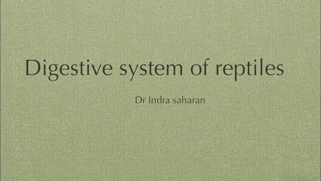 Digestive system of reptiles - YouTube