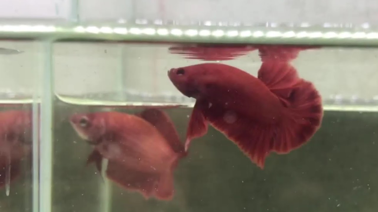Super Red HMPK - YouTube