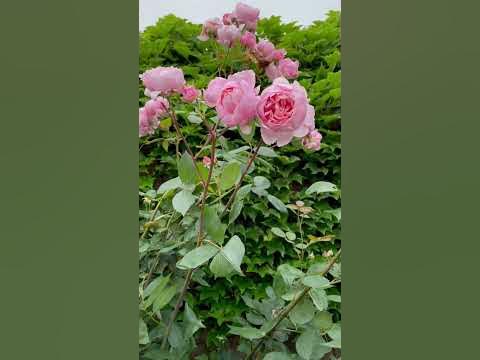 Роза Д. Остина Бразе Кадфаэль. Цветение в моем саду 10июня 2023.#flower ...