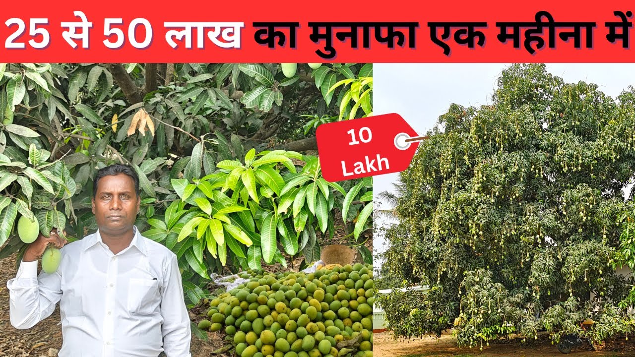 आम की खेती | High Density Mango Farming | 25 to 50 Lakh profit in a ...