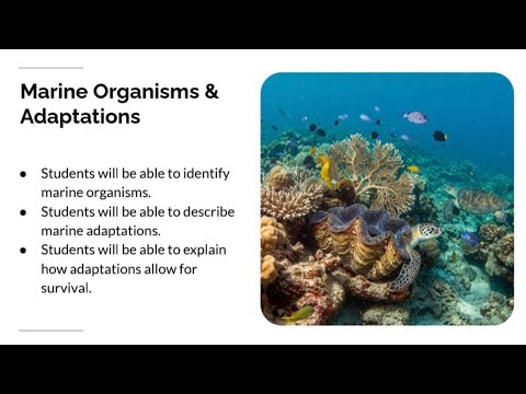 Marine Organisms and Their Adaptations - YouTube