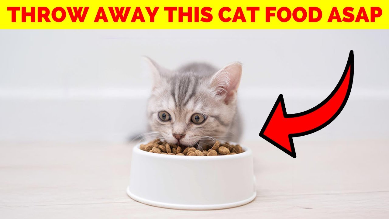 Stop Buying Bad Cat Food! Follow These 8 Steps for Healthier Cats - YouTube