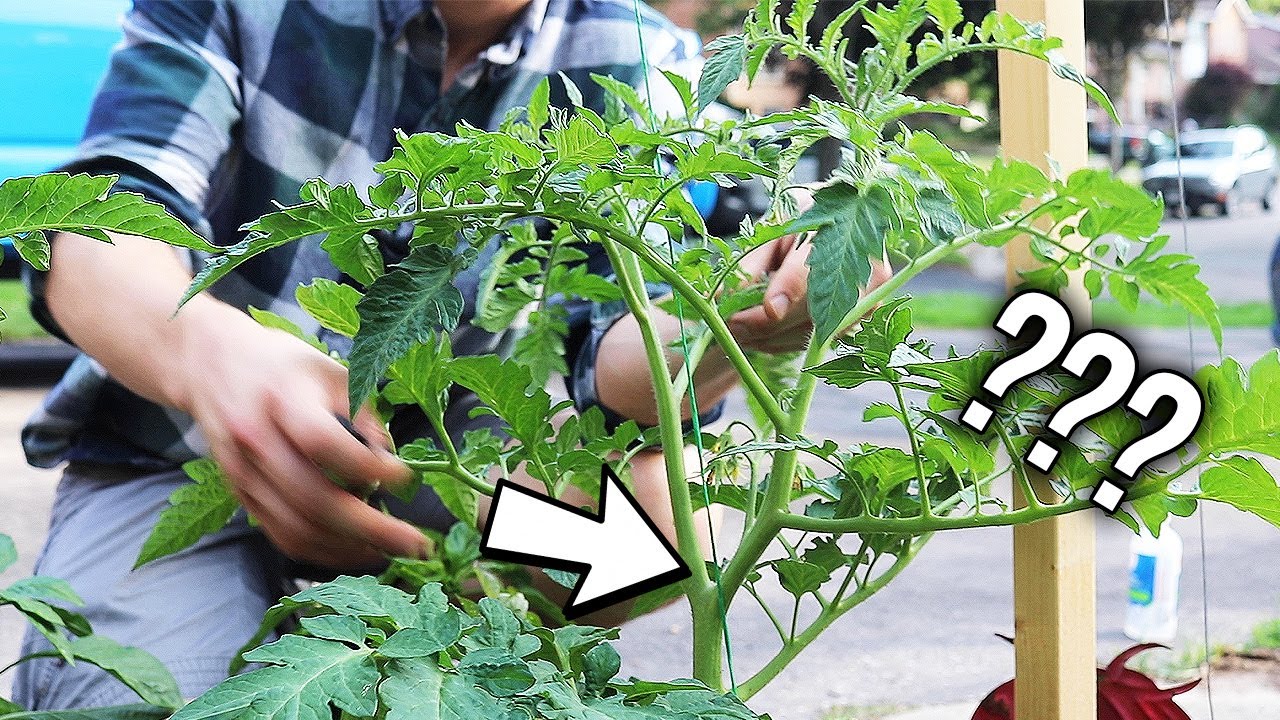 Don't Let This Tomato Plant Trick Fool You! - YouTube