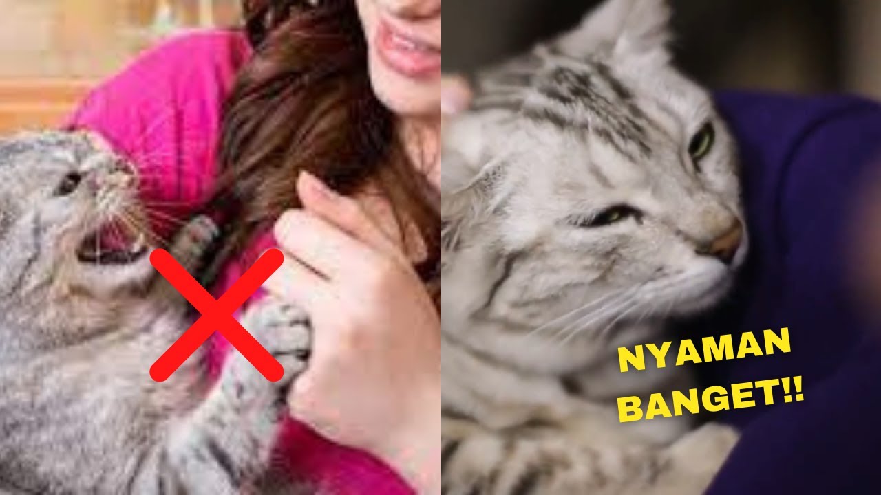 3 TIPS AGAR KUCING DIGENDONG BISA NYAMAN DAN TENANG - YouTube