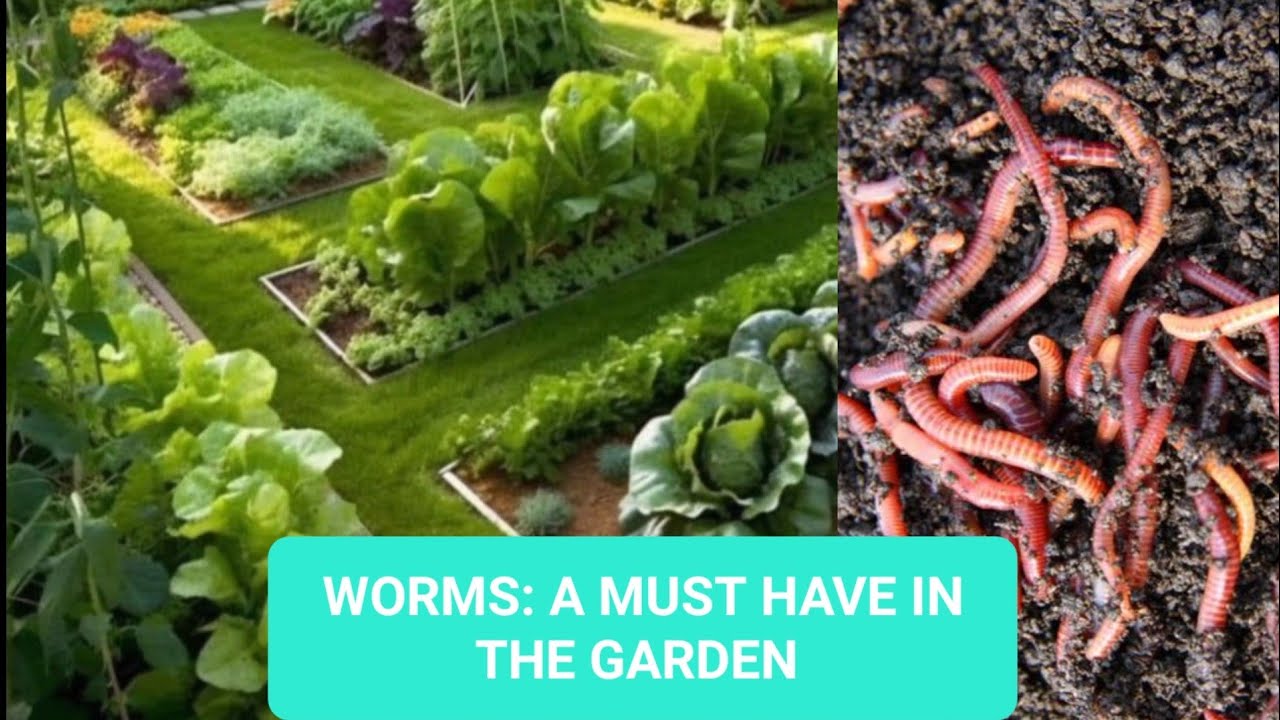 Worms: The Architects For Healthy Soil - YouTube