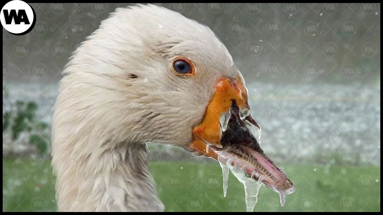 This Goose Forgot to Raise Its Head During the Hail - YouTube