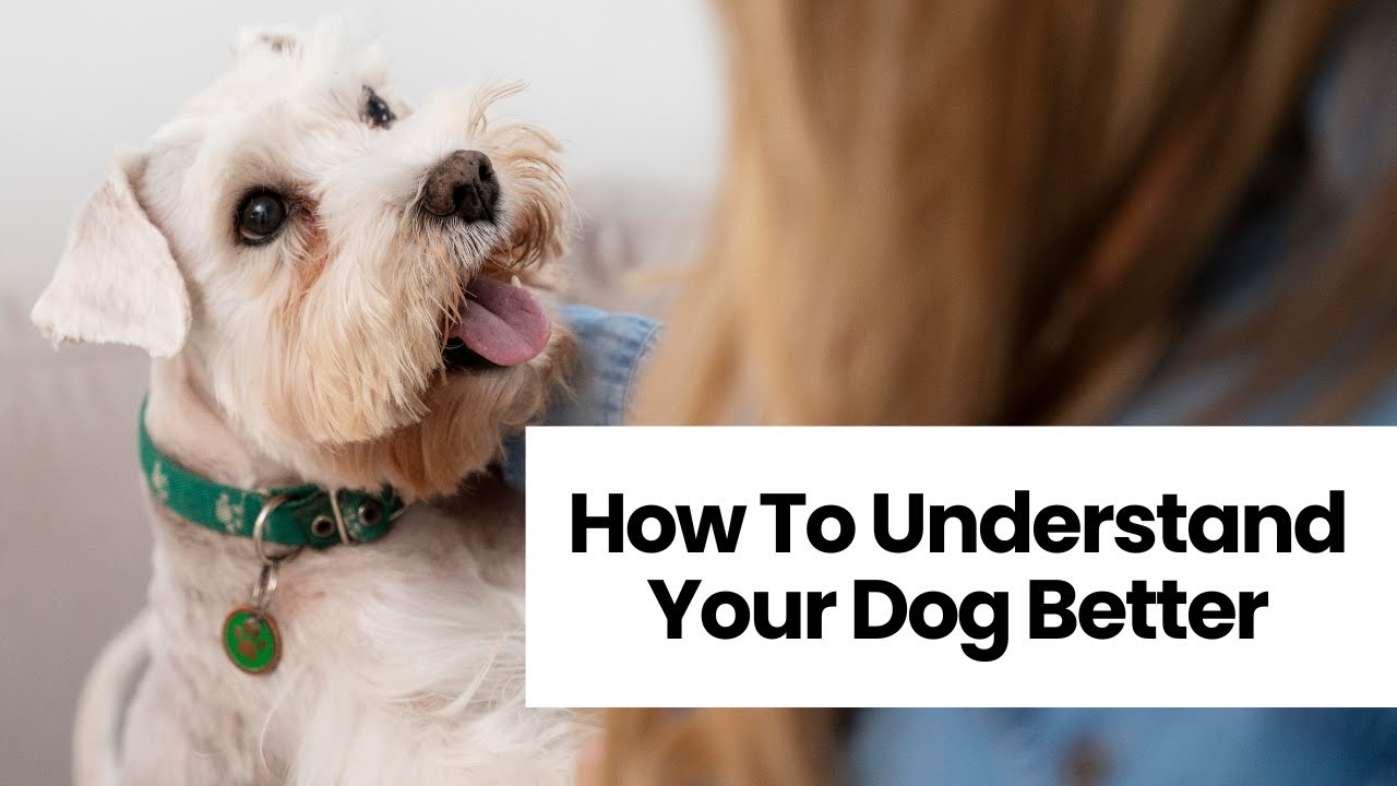 How To Understand What Your Dog Is Saying - YouTube
