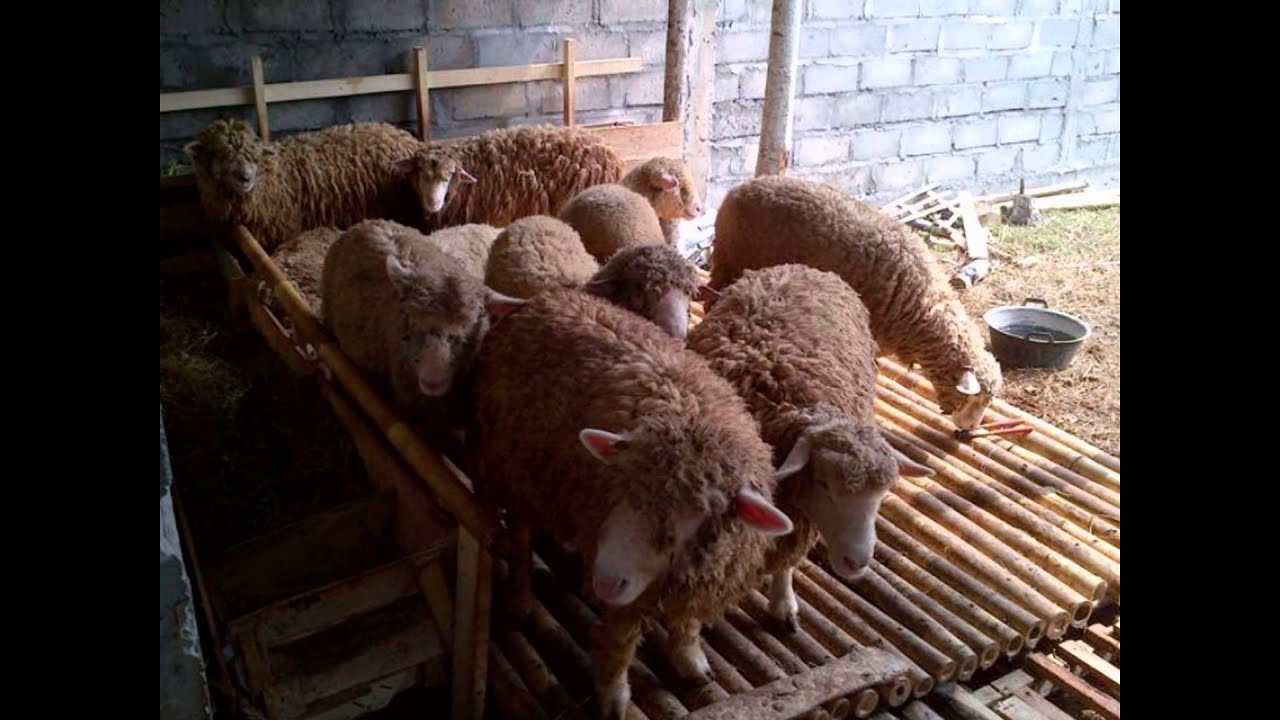 0812-2838-0678 ( Tlp/wa ) Jual Domba Merino Yogyakarta , Peternakan ...