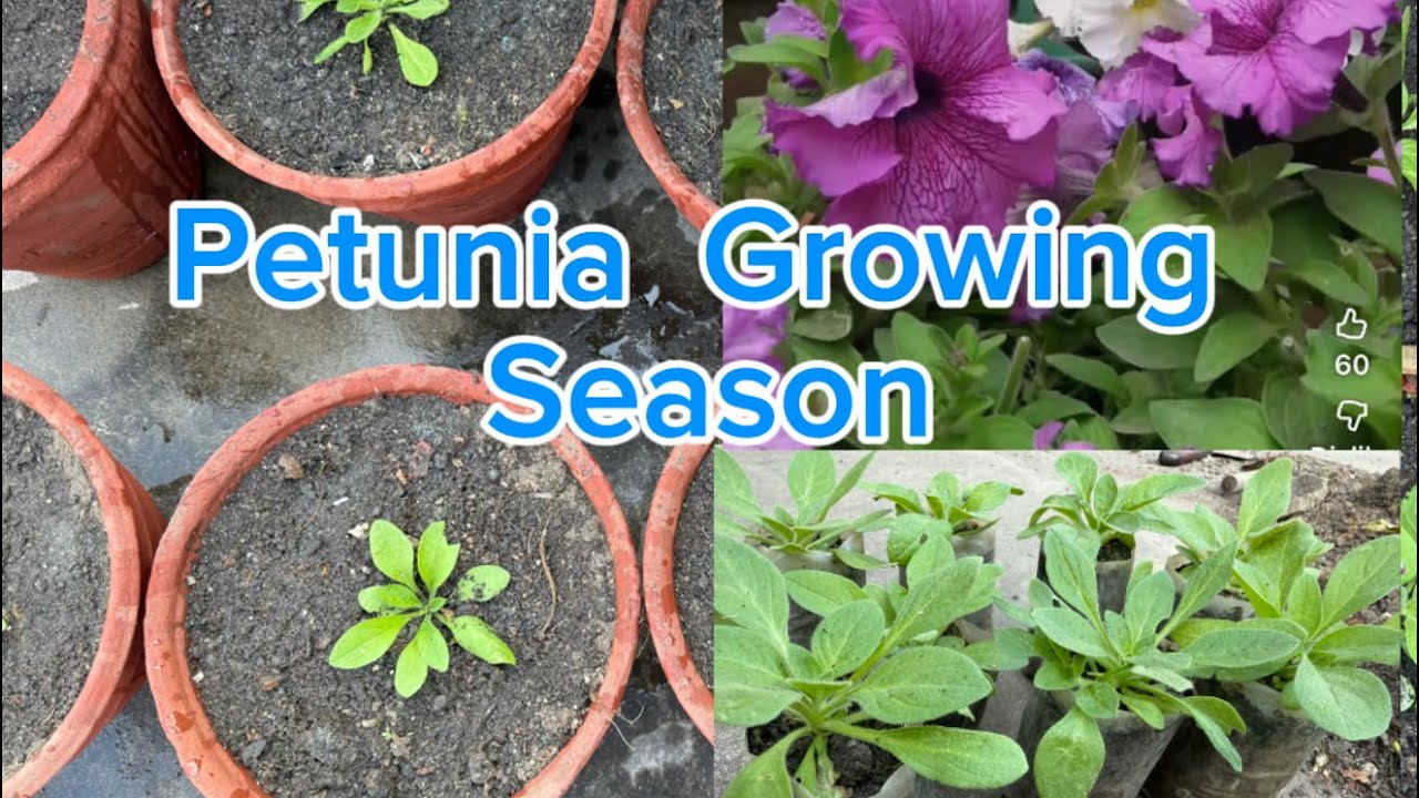 Petunia Flower Repotting and Growing Tips || Petunia season in winter ...