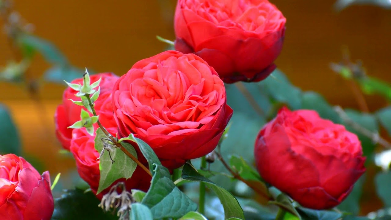 Roses Red Flower Blossom Bloom | 4K Ultra HD | Nature 4K - YouTube